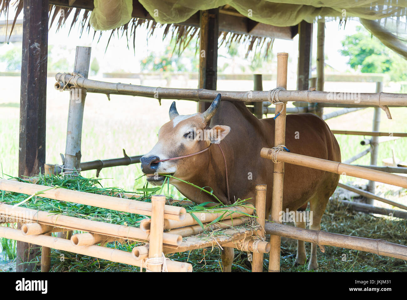 cow eating grass in farm. animal feeding Stock Photo - Alamy