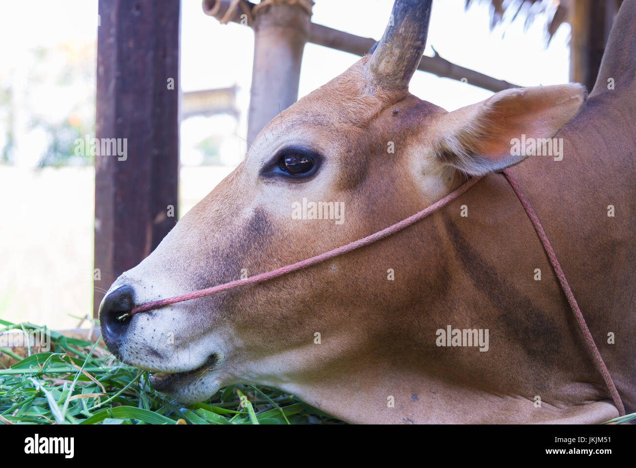 cow eating grass in farm. animal feeding Stock Photo - Alamy