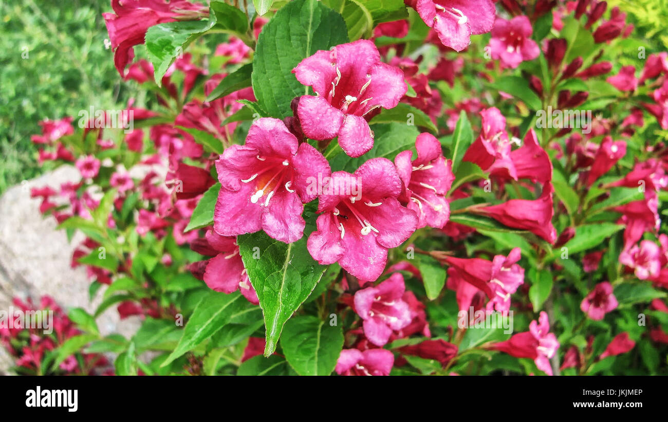 Live flowers of pink color Stock Photo - Alamy