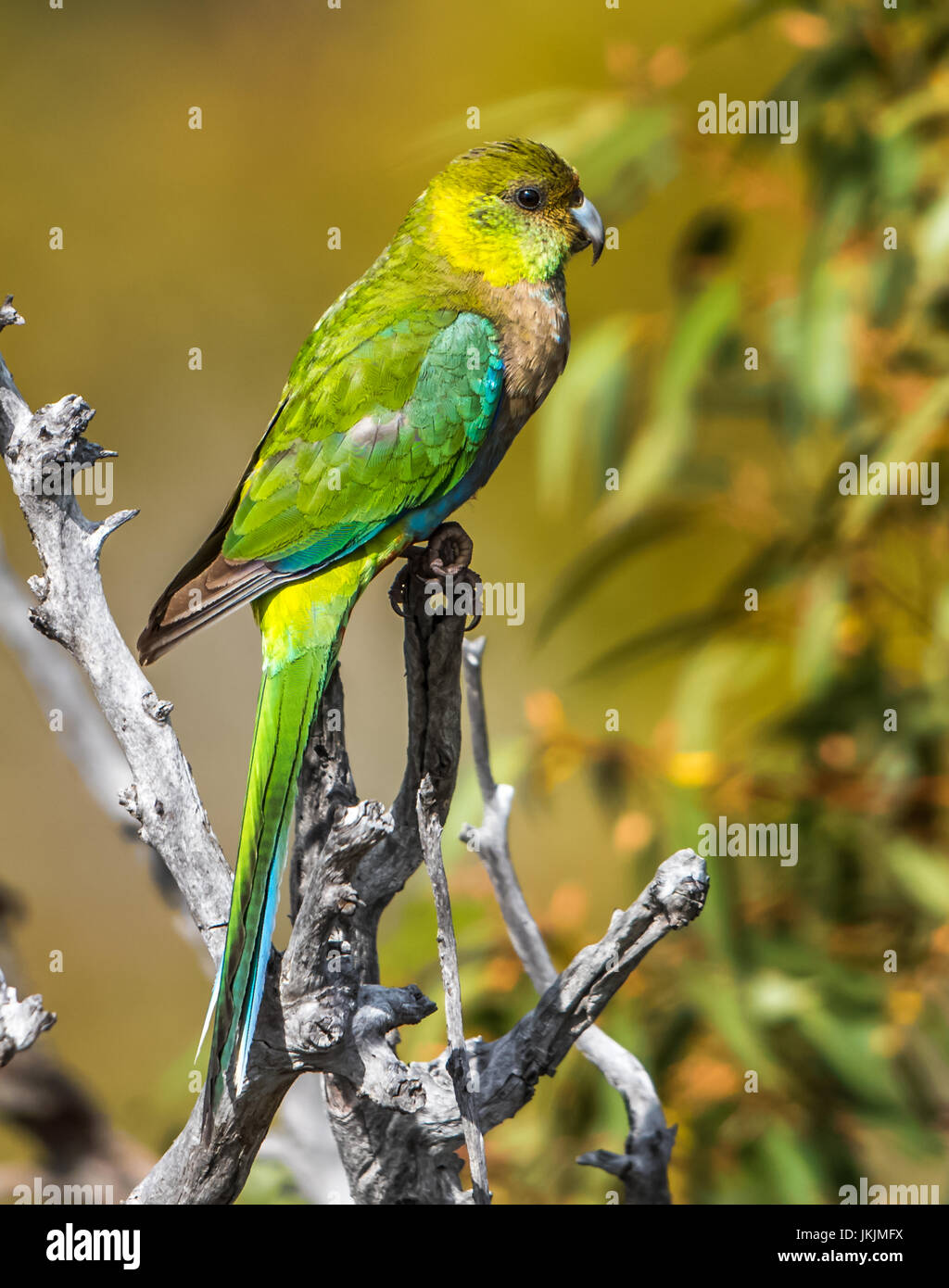 Female red capped arah parrot hi-res stock photography and images - Alamy