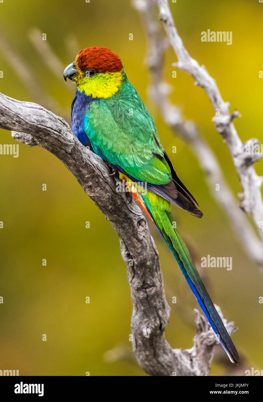 Checking you out Stock Photo - Alamy