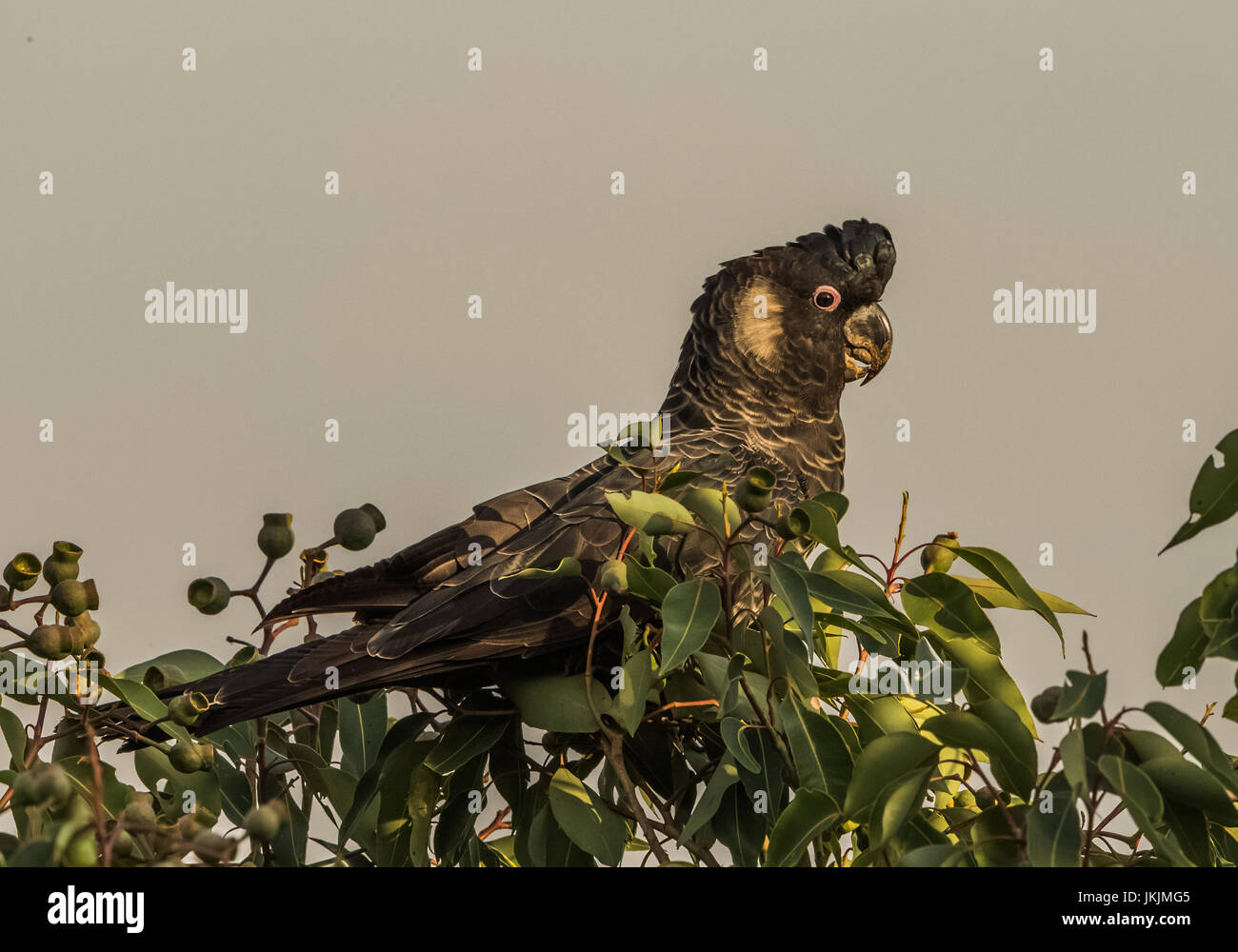 Nut Case Stock Photos & Nut Case Stock Images - Alamy