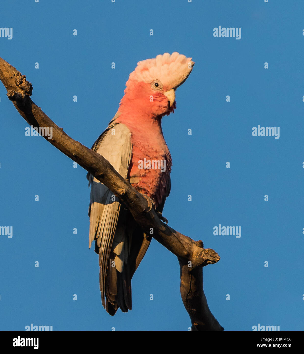 Keeping a lookout Stock Photo - Alamy