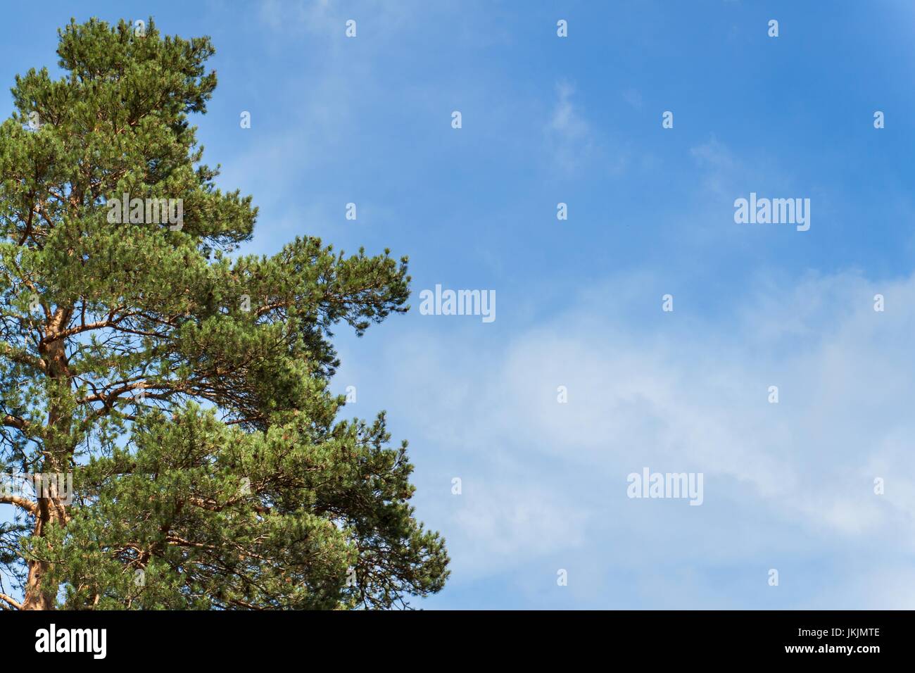 Pine tree and cloudless blue sky. Summer clear sky. Branches of pine ...