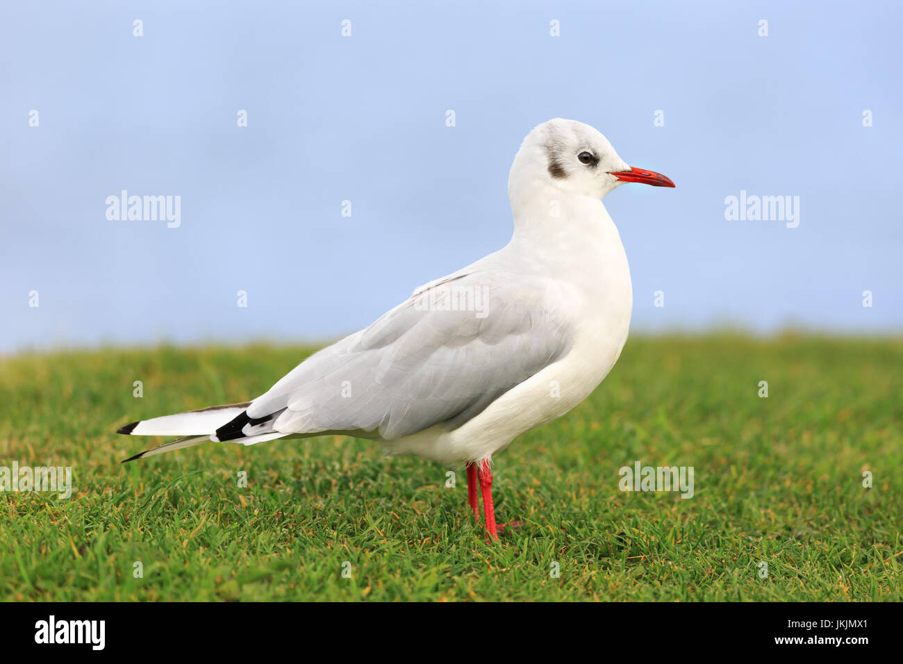 Seagull on grassland, at Loch Fleet, Dornoch Firth, Scotland Stock ...