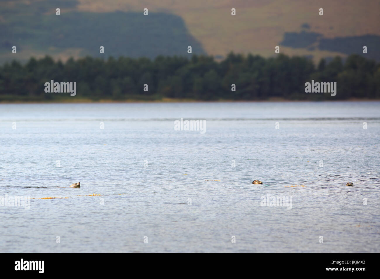 heads of common seals at Loch Fleet, Dornoch Firth, Scotland Stock ...