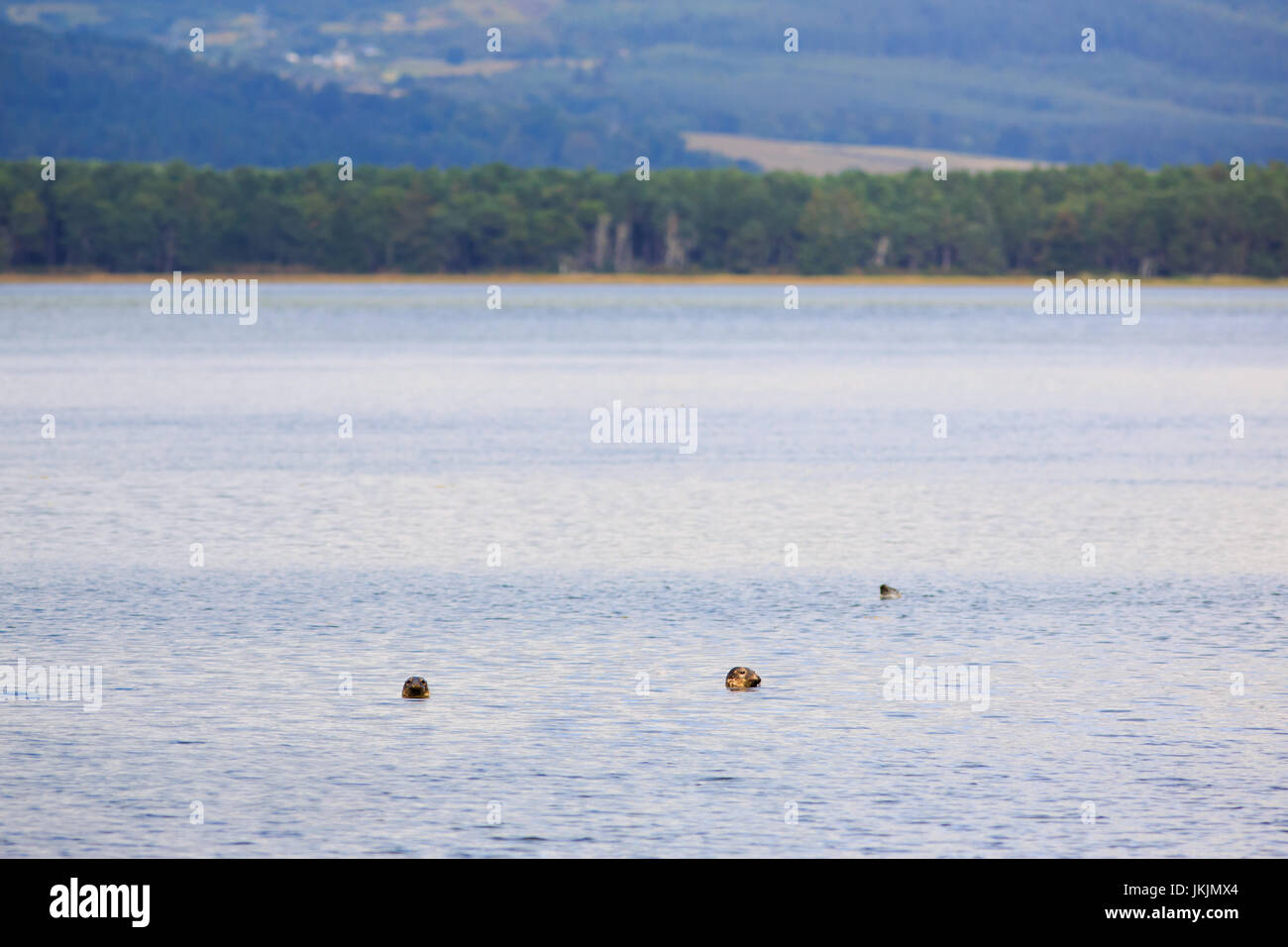 heads of common seals at Loch Fleet, Dornoch Firth, Scotland Stock ...