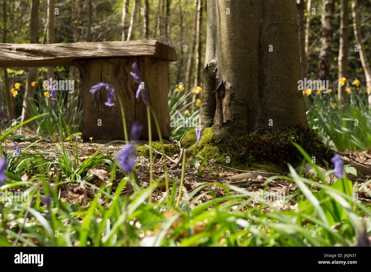 Bench in the woods hi-res stock photography and images - Alamy