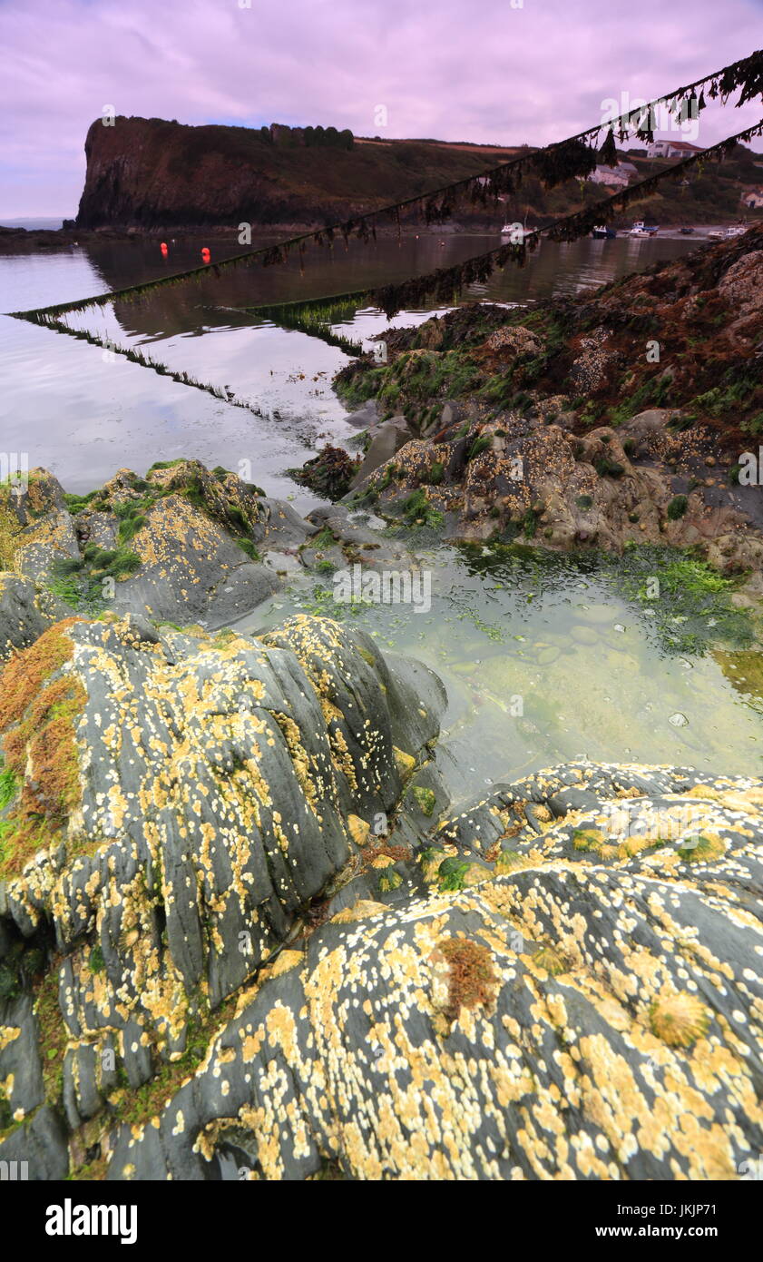 Rocks at Abercastle harbour,Pembrokeshire Stock Photo - Alamy