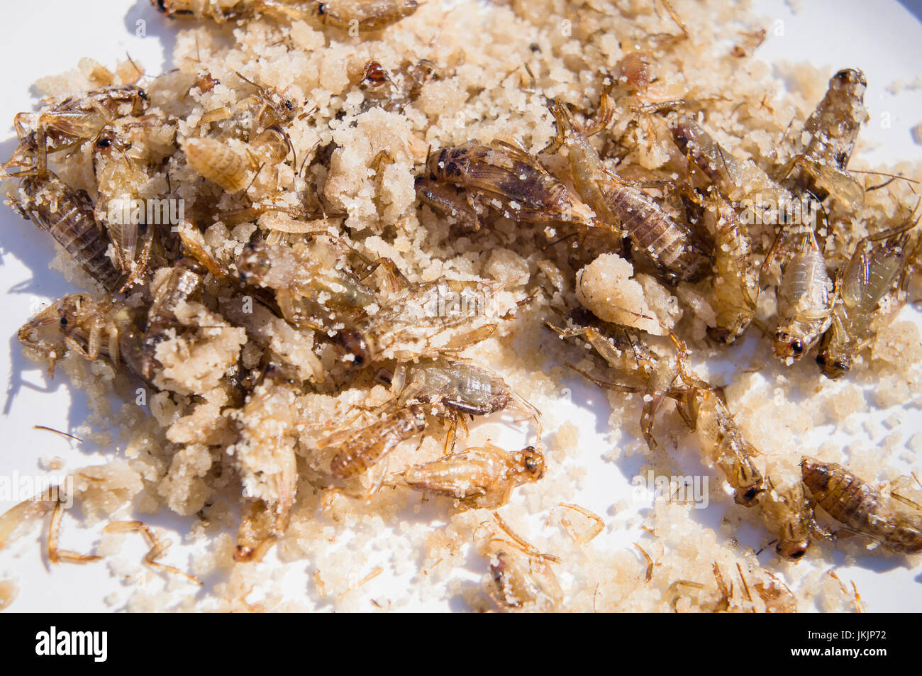 unusual insect dishes for visitors within the Insectivore Days ...