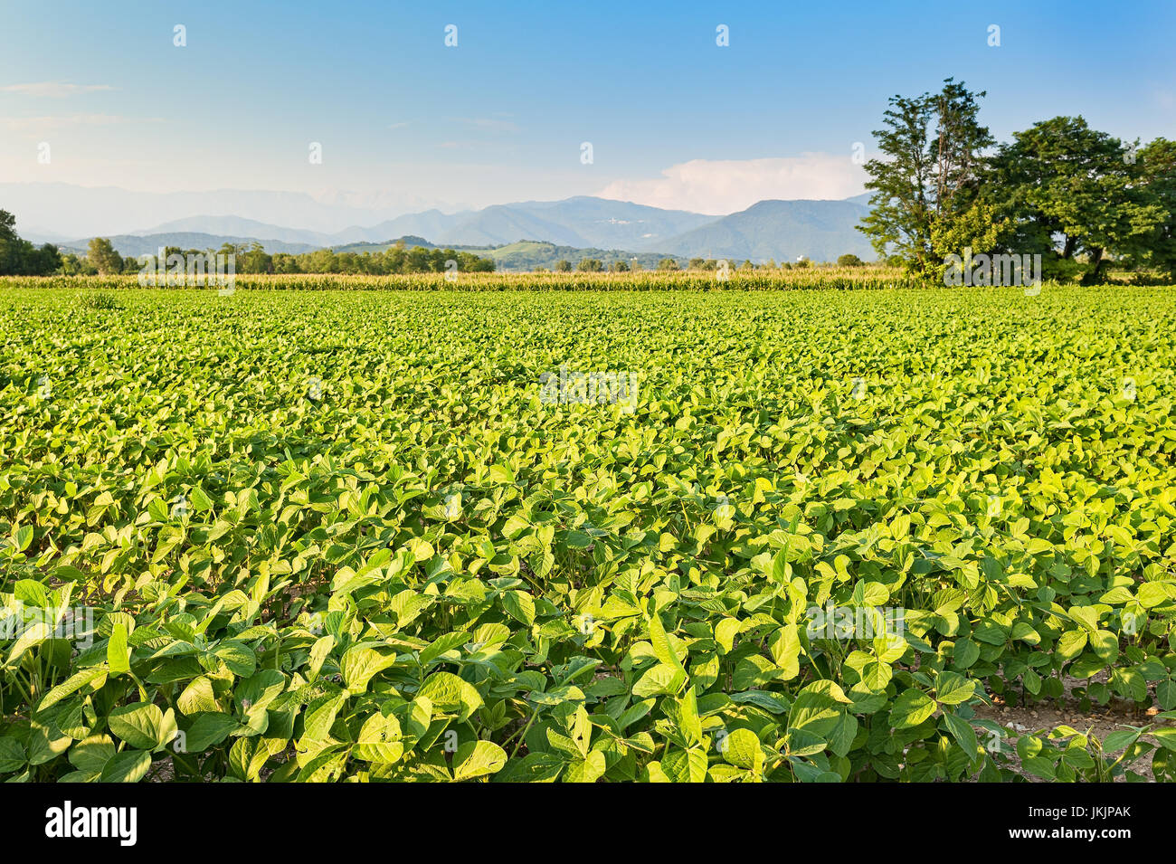 Cultivated soybean field hi-res stock photography and images - Alamy