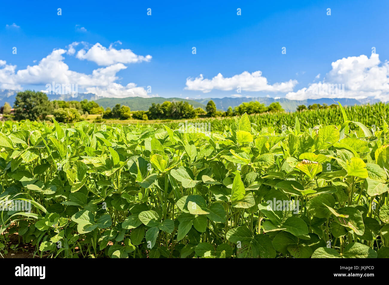 Agricultural landscape. Green field of soybean. Soybean plantation ...