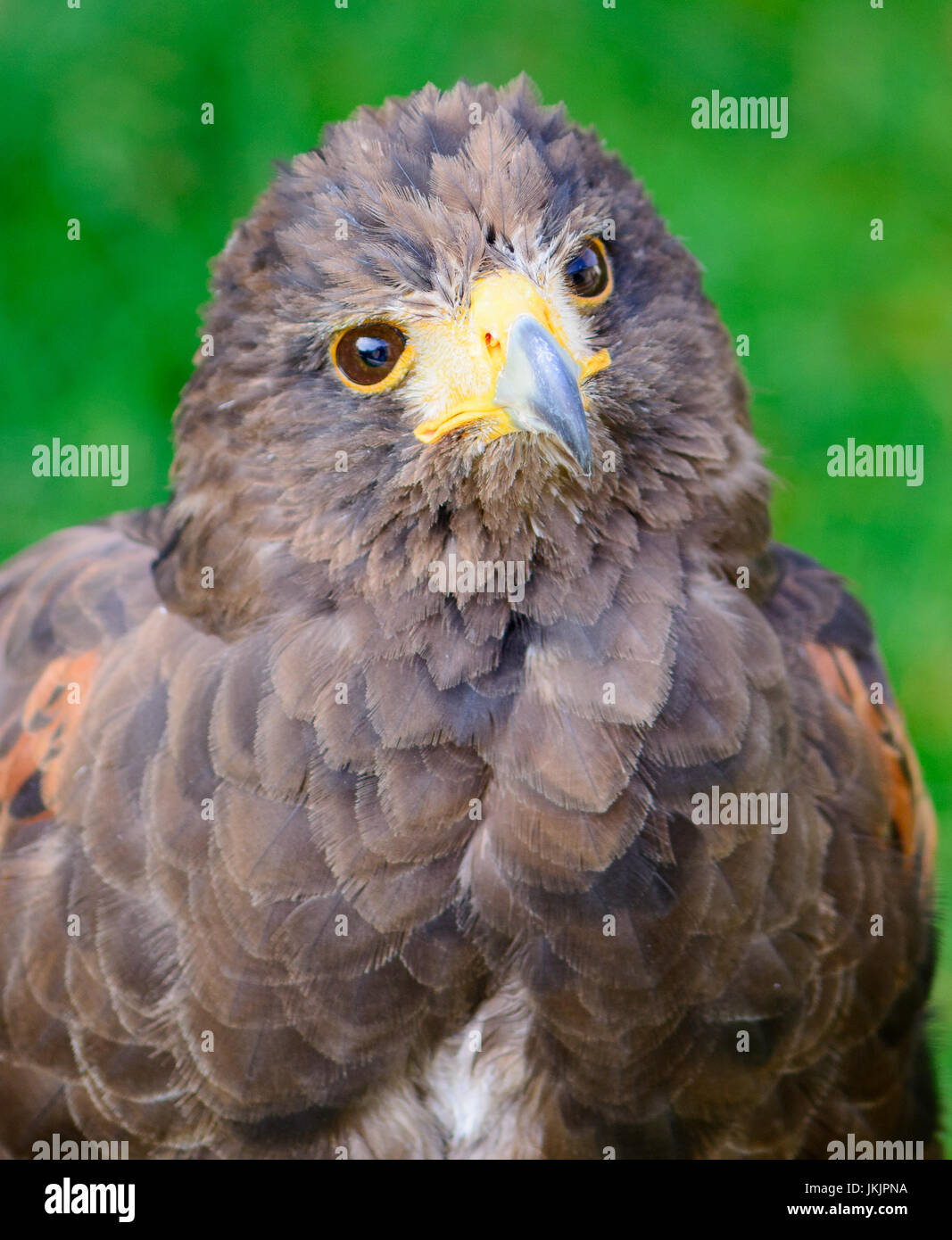 Color outdoor portrait of a single isolated purple violet hawk on green ...