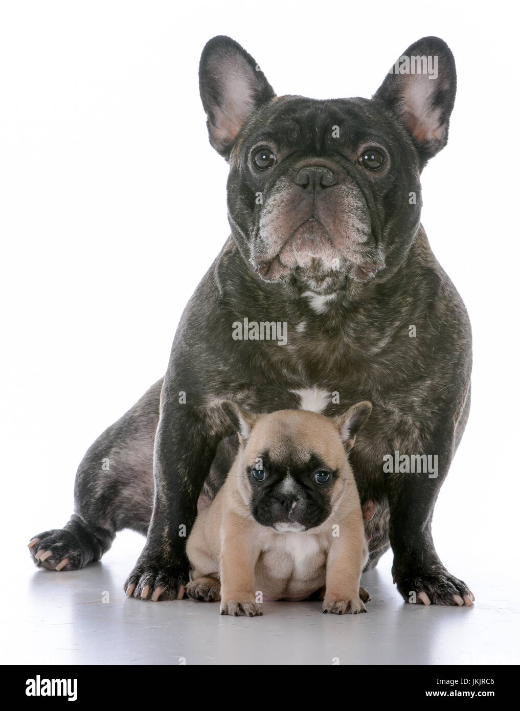 mother and daughter french bulldogs sitting on white background Stock ...