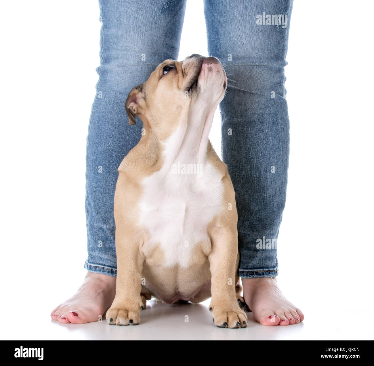 bulldog puppy sitting at feet of owner on white background Stock Photo ...