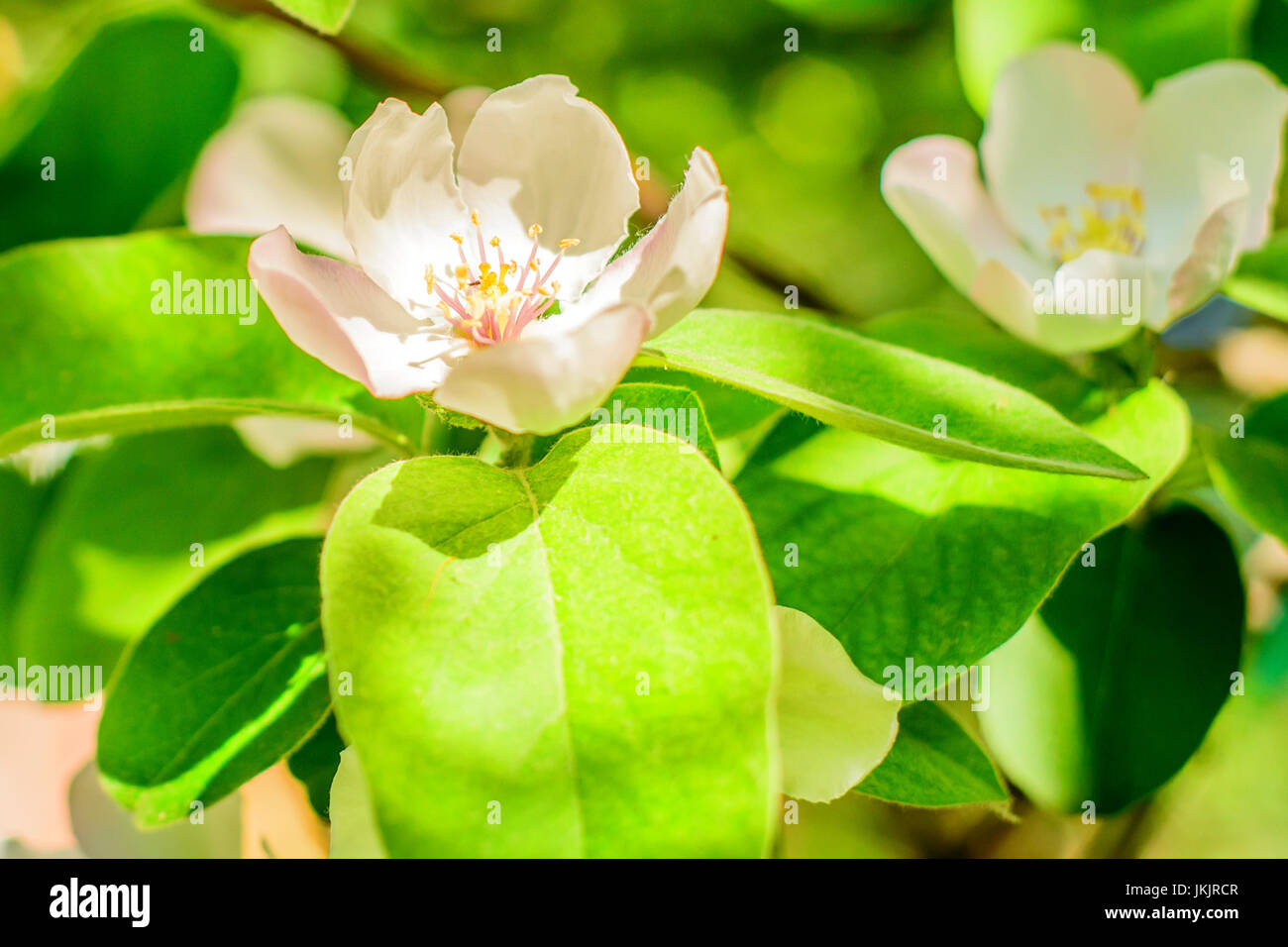 close-up of quince flower Stock Photo - Alamy