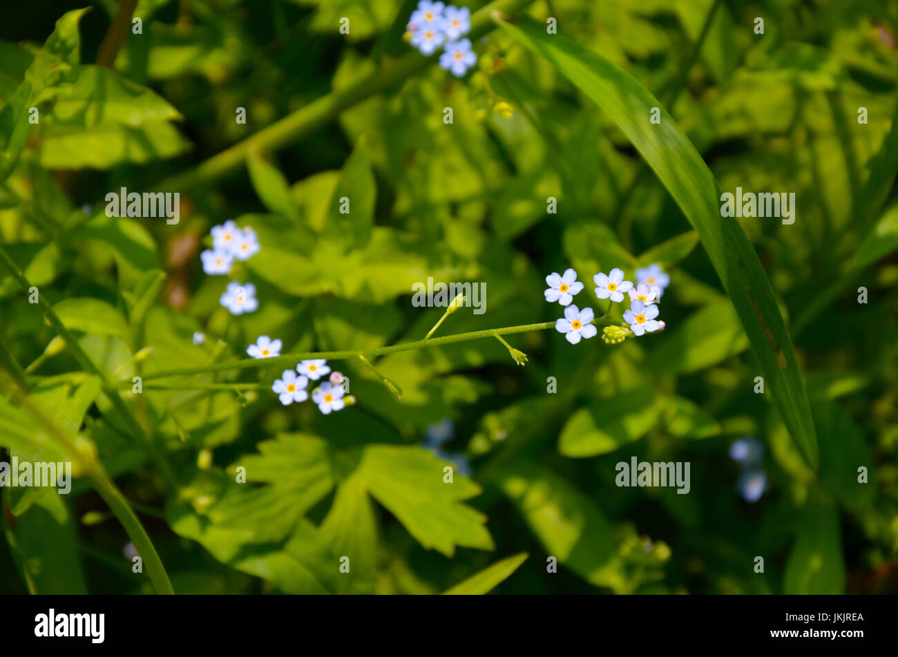 Forget-me-not flowers and grass background, spring flowers Stock Photo ...