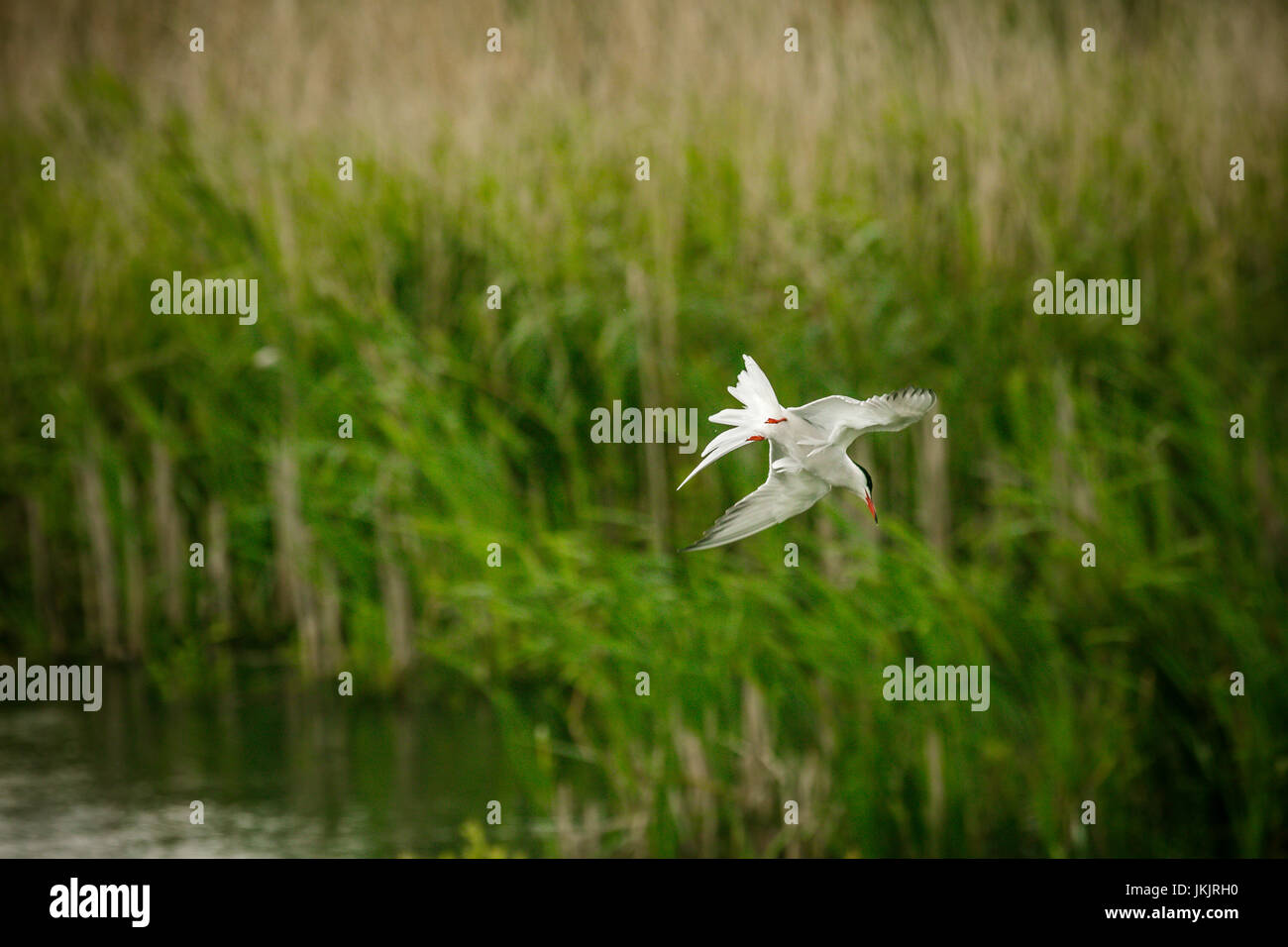 Common tern diving for fish, St Aidan's County Park, Leeds, Yorkshire ...