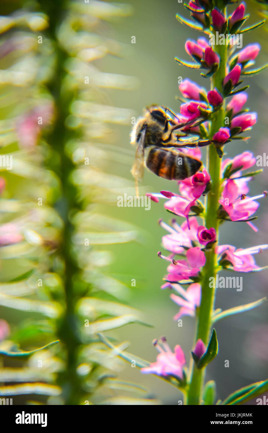 Bell heather bee hi-res stock photography and images - Alamy