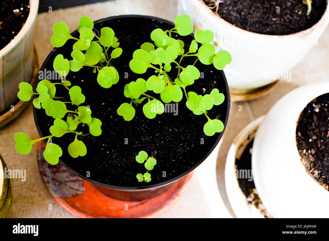 Side view of arugula planted in a pot on bright background Stock Photo ...