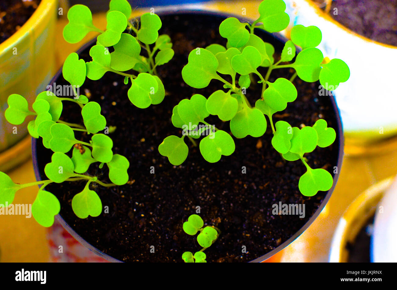 Side view of arugula planted in a pot on bright background Stock Photo ...
