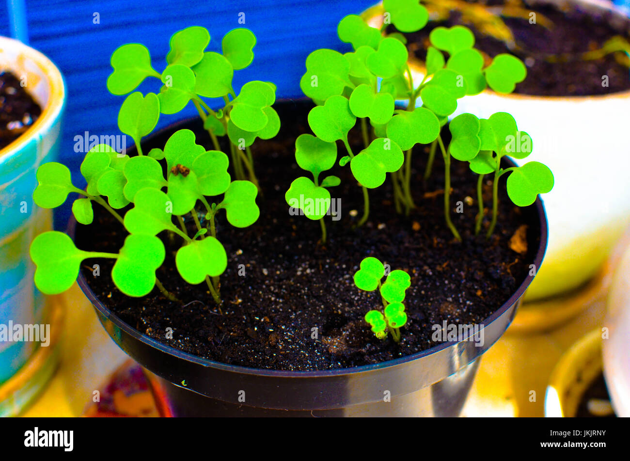 Side view of arugula planted in a pot on bright background Stock Photo ...