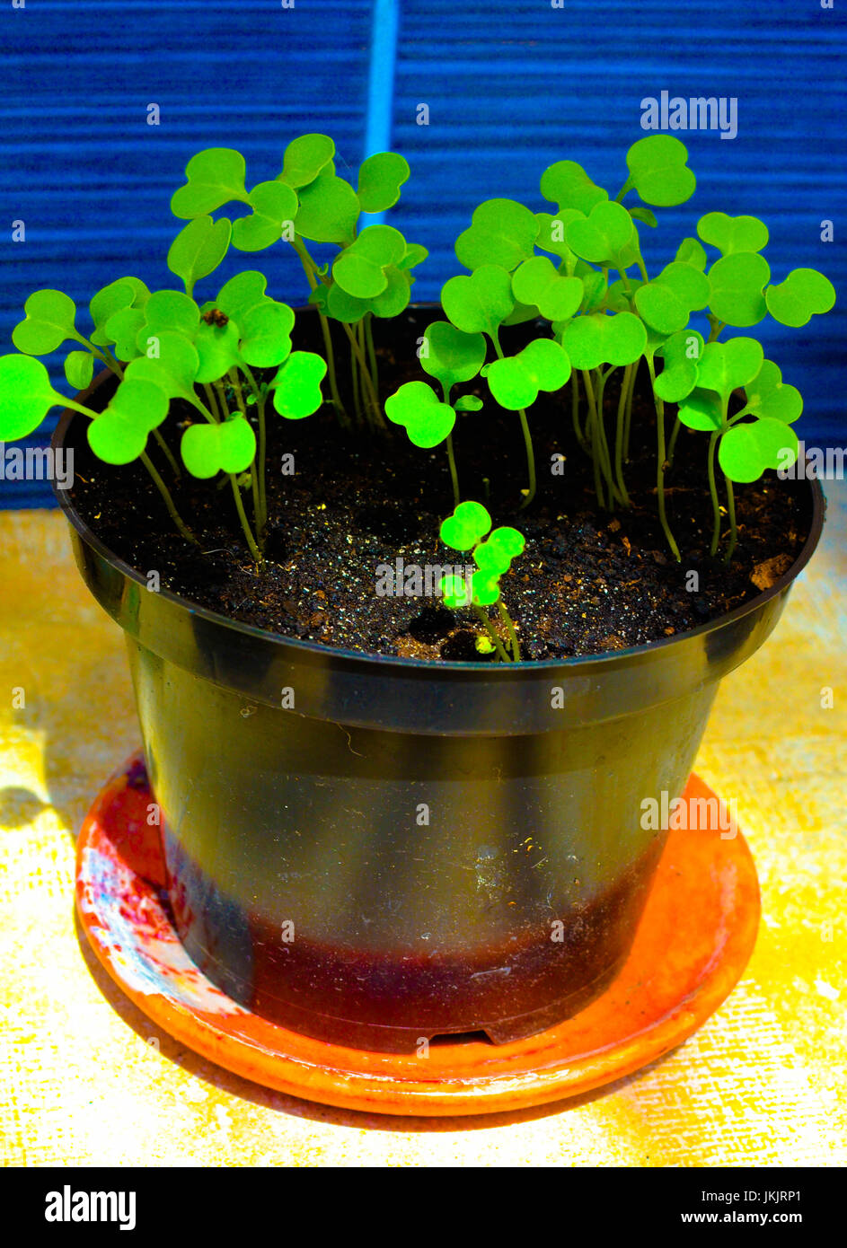 Arugula in pot hi-res stock photography and images - Alamy