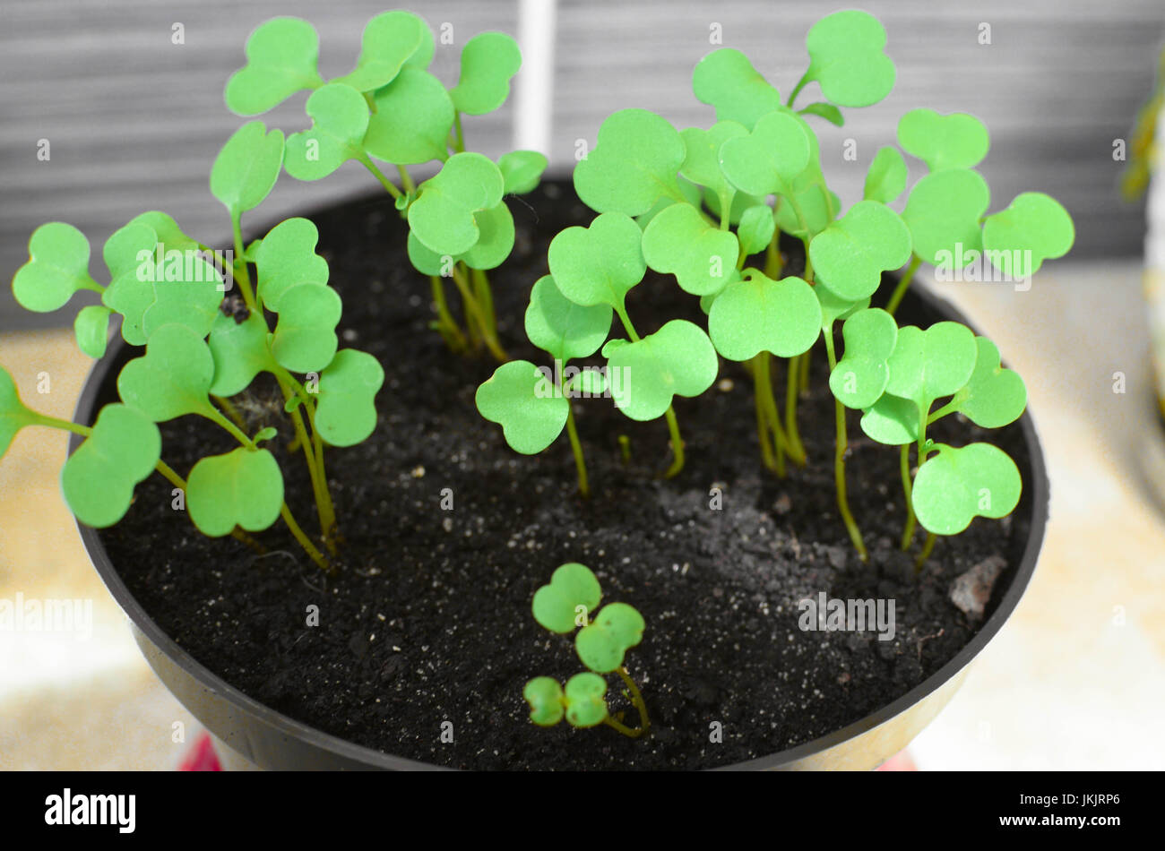 Side view of arugula planted in a pot on bright background Stock Photo ...