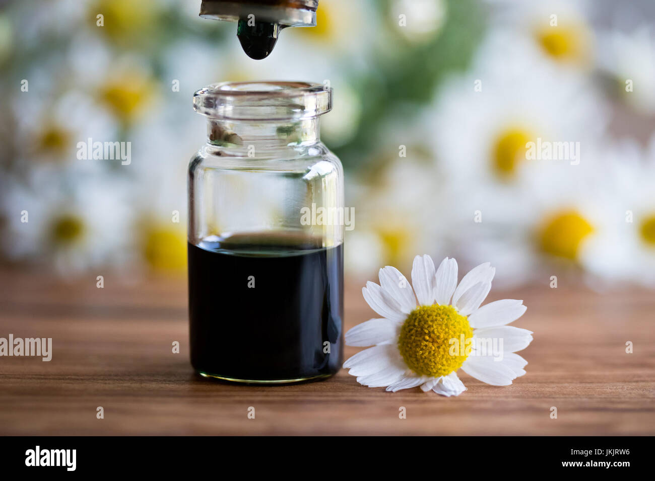 A drop of dark blue chamomile essential oil is being dropped into a ...
