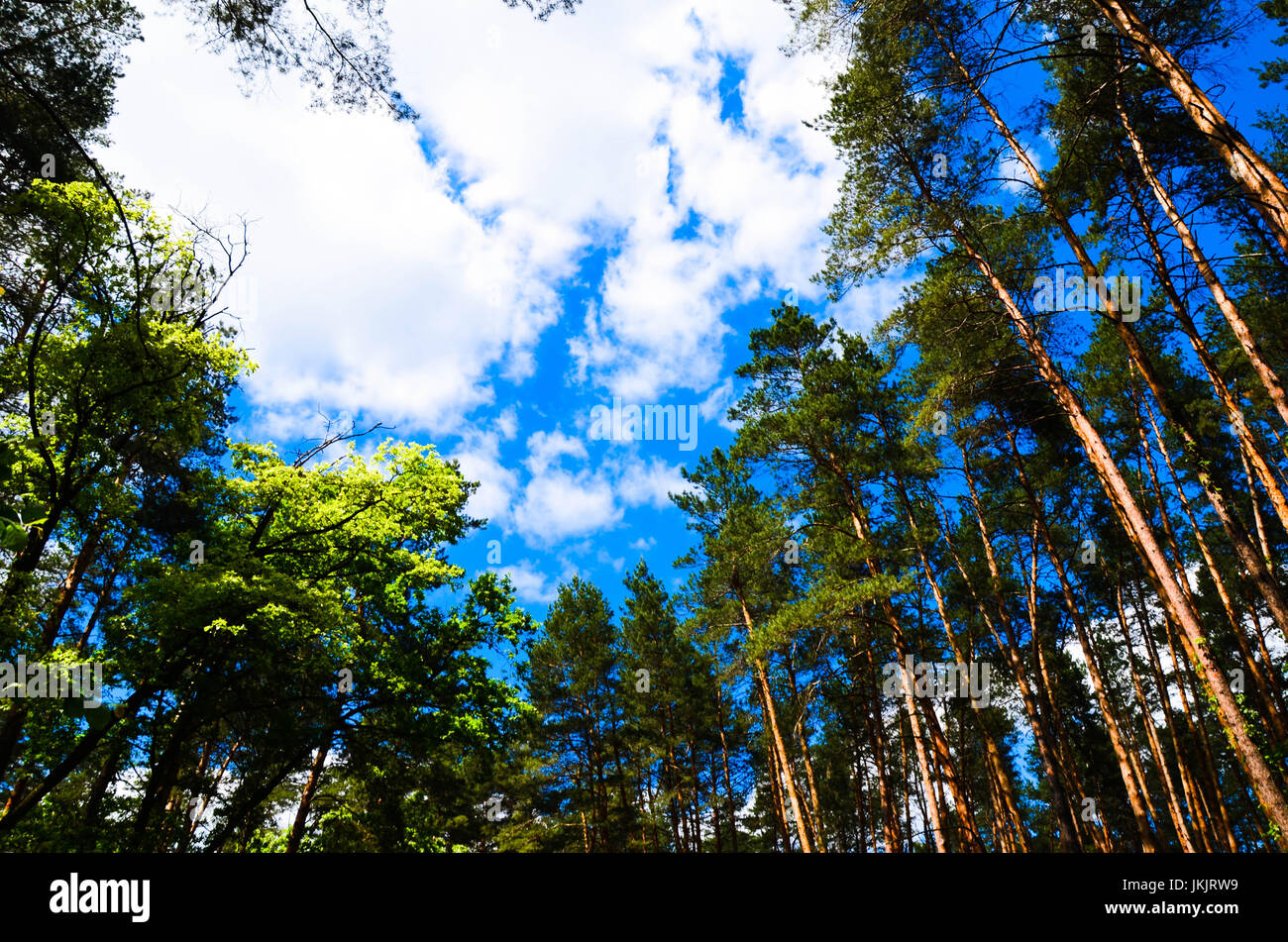 White clouds in the sky and background of tree branches Stock Photo - Alamy