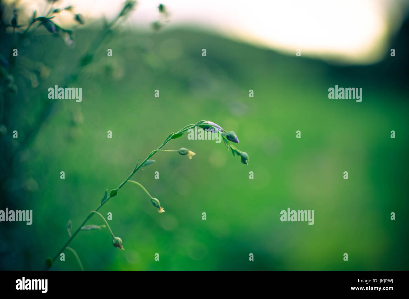 Common Flax Linum usatissimu Flowers - flowers and buds - seeds are ...