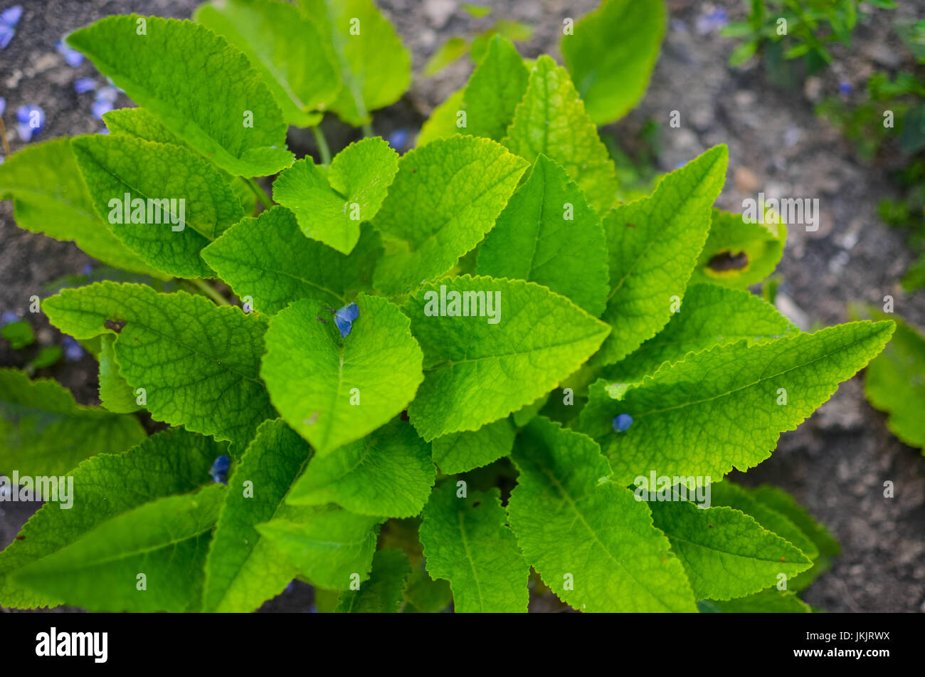 nature background of leaves on the front of the ground Stock Photo - Alamy