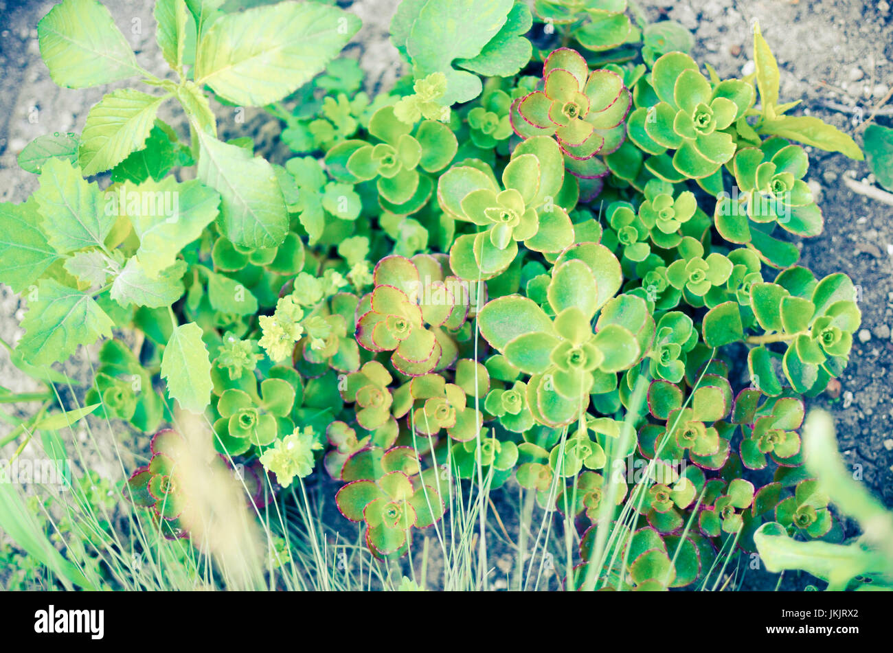 nature background of leaves on the front of the ground Stock Photo - Alamy