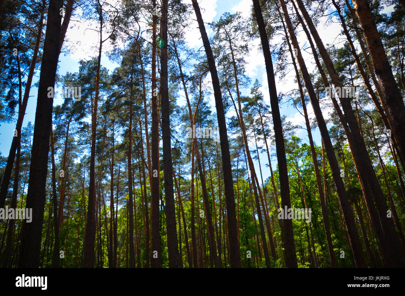 White clouds in the sky and background of tree branches Stock Photo - Alamy