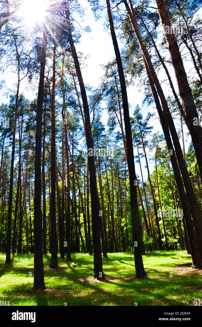 White clouds in the sky and background of tree branches Stock Photo - Alamy