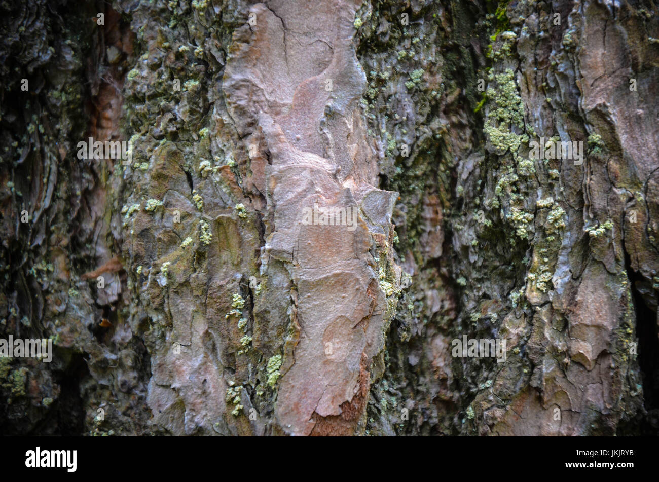 Bark of Pine Tree in the Ukrainian Forest Stock Photo - Alamy