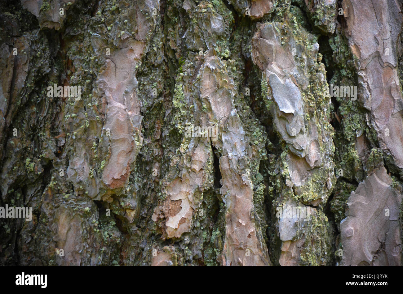Bark of Pine Tree in the Ukrainian Forest Stock Photo - Alamy