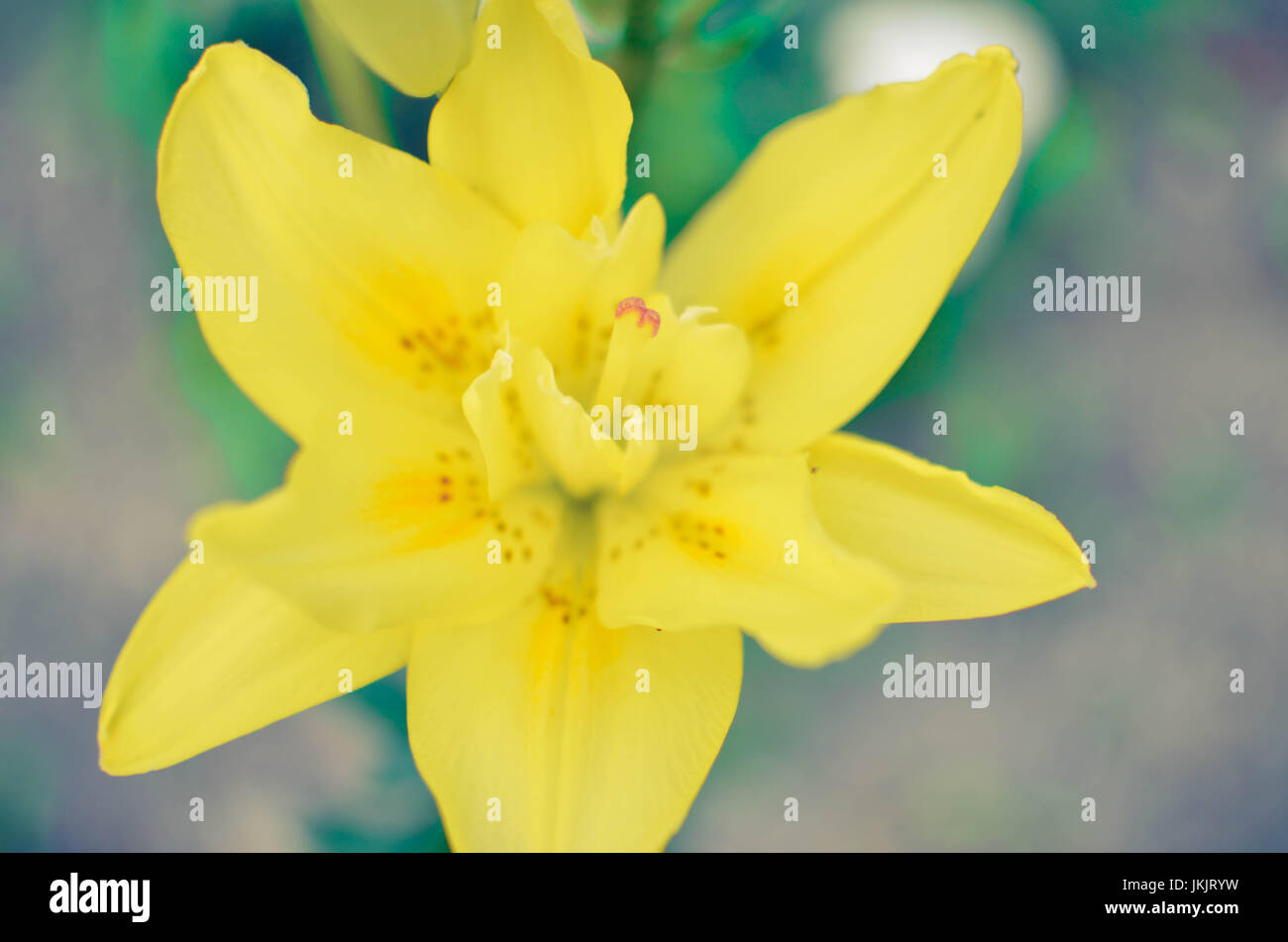Beautiful yellow lily flower, natural close-up photo Stock Photo - Alamy