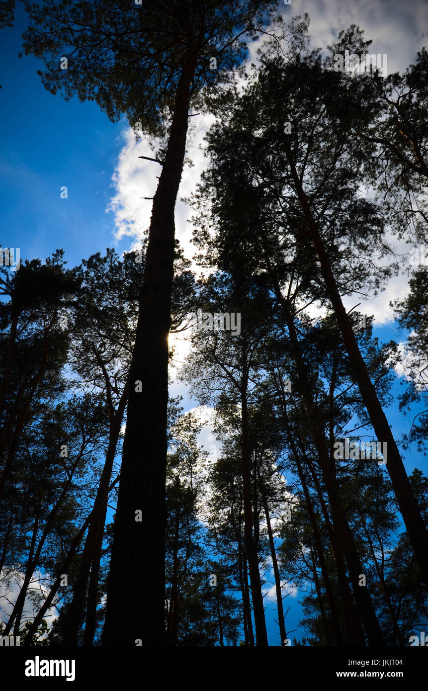White clouds in the sky and background of tree branches Stock Photo - Alamy