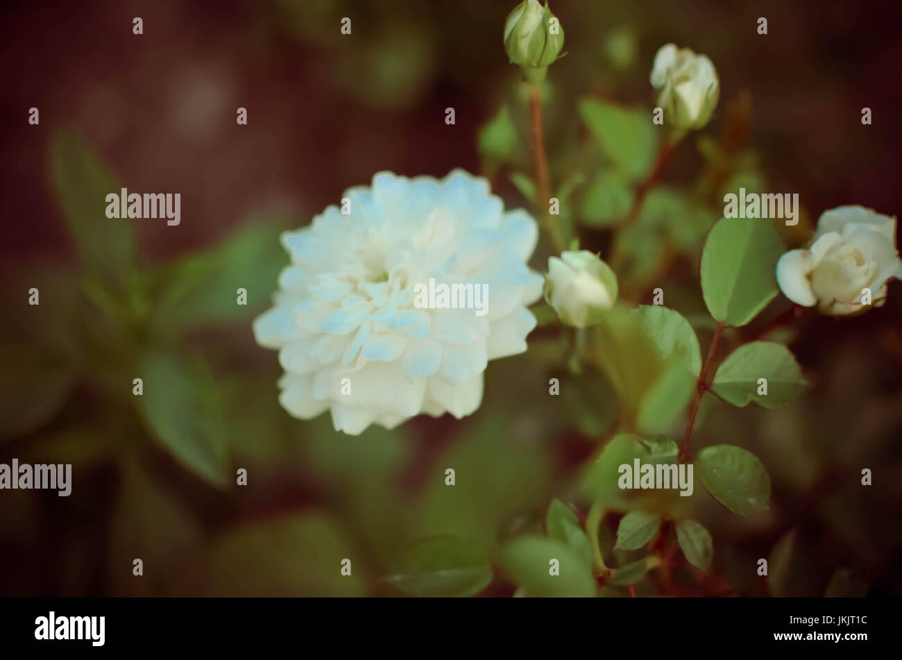 Beautiful wild rose in the garden on green background Stock Photo - Alamy