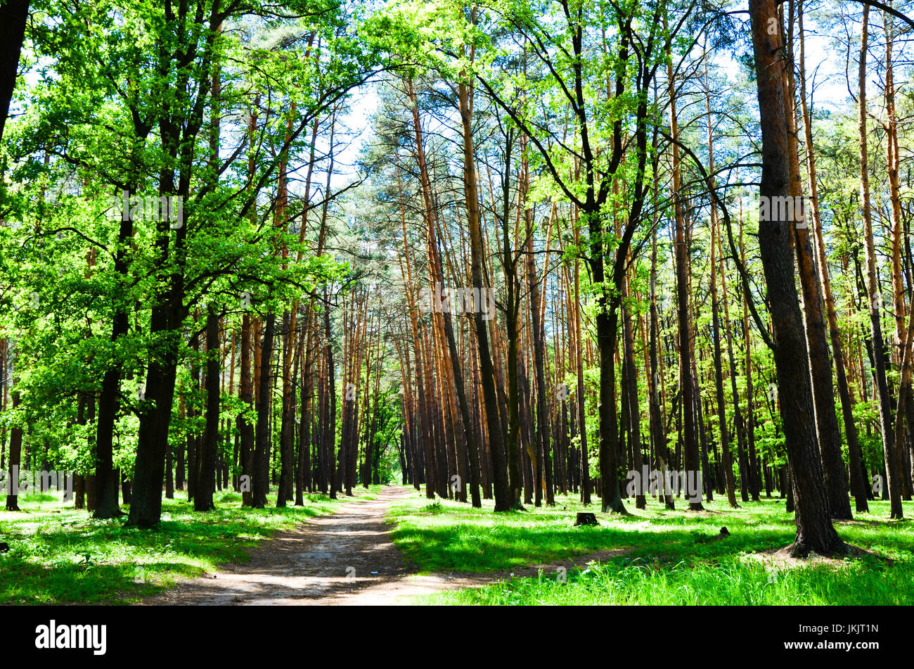 beautiful forest wth trees and green grass Stock Photo - Alamy
