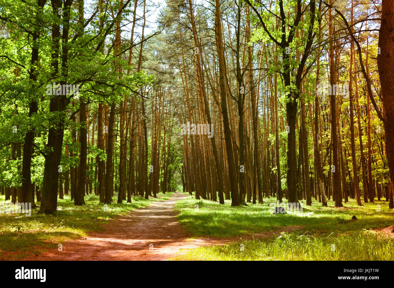 beautiful forest wth trees and green grass Stock Photo - Alamy