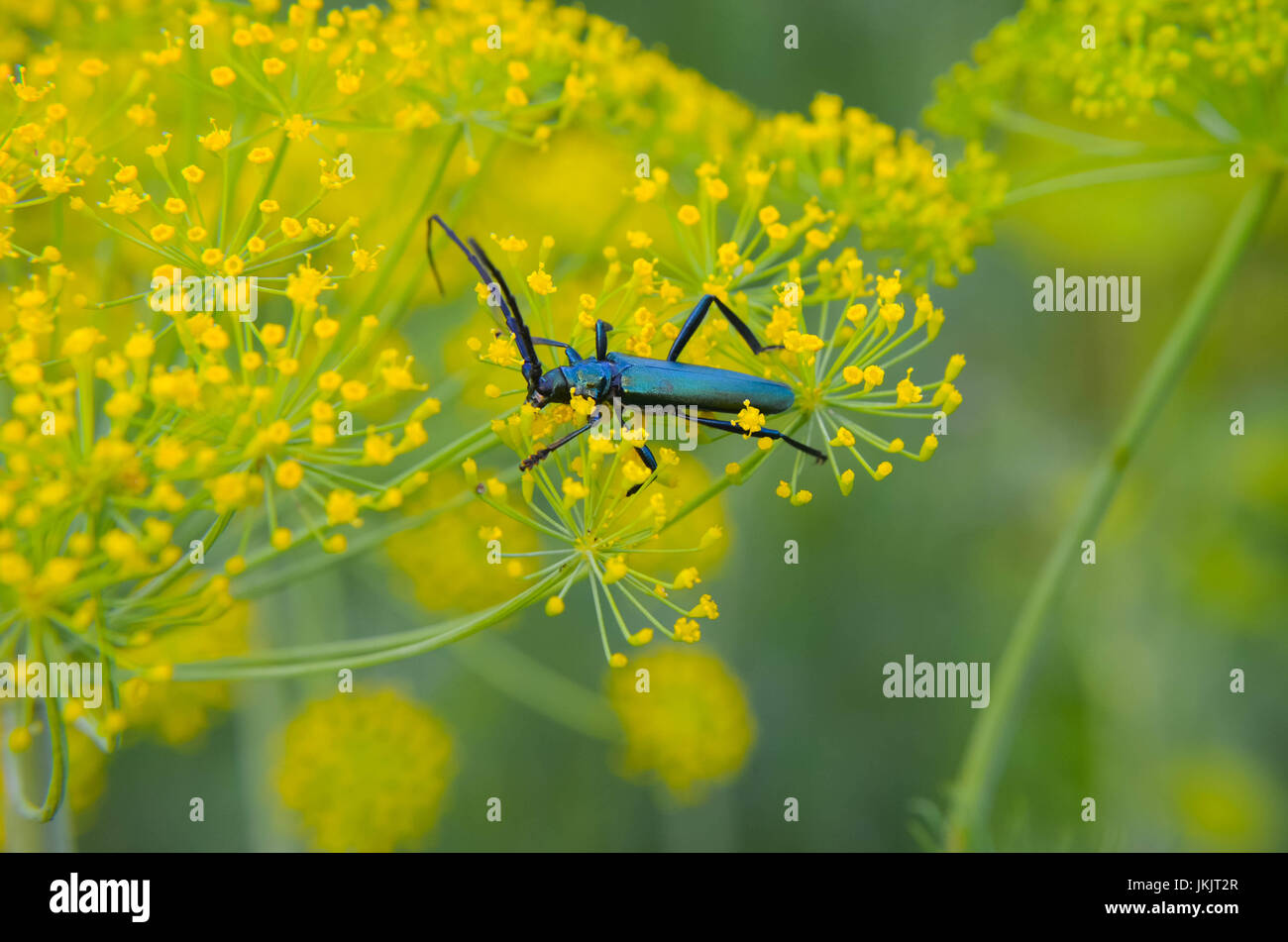 Black beetle Cerambyx cerdo sitting on a flower dill Stock Photo - Alamy