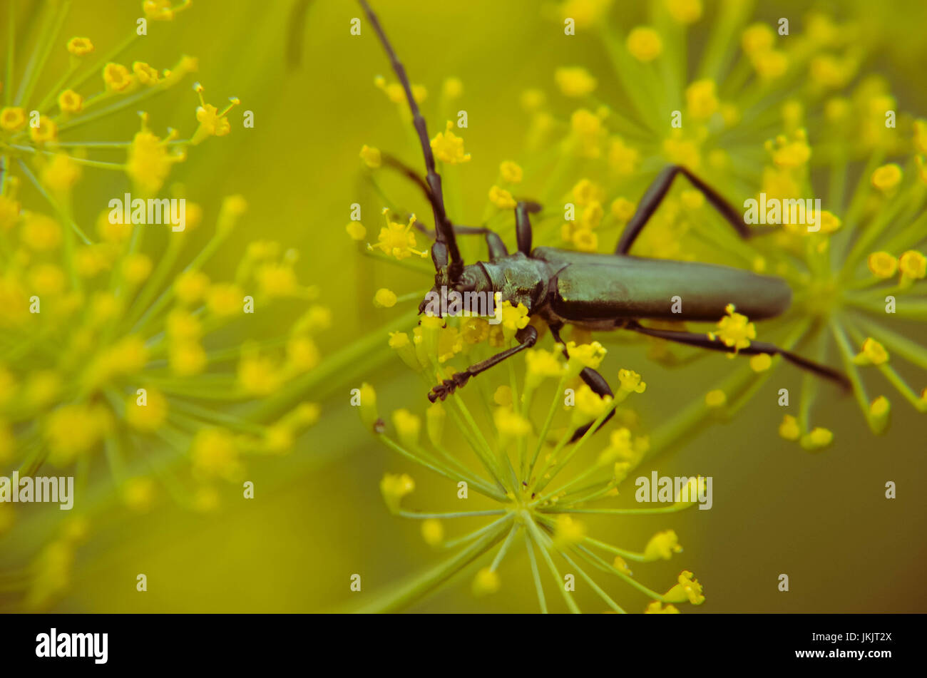Black beetle Cerambyx cerdo sitting on a flower dill Stock Photo - Alamy