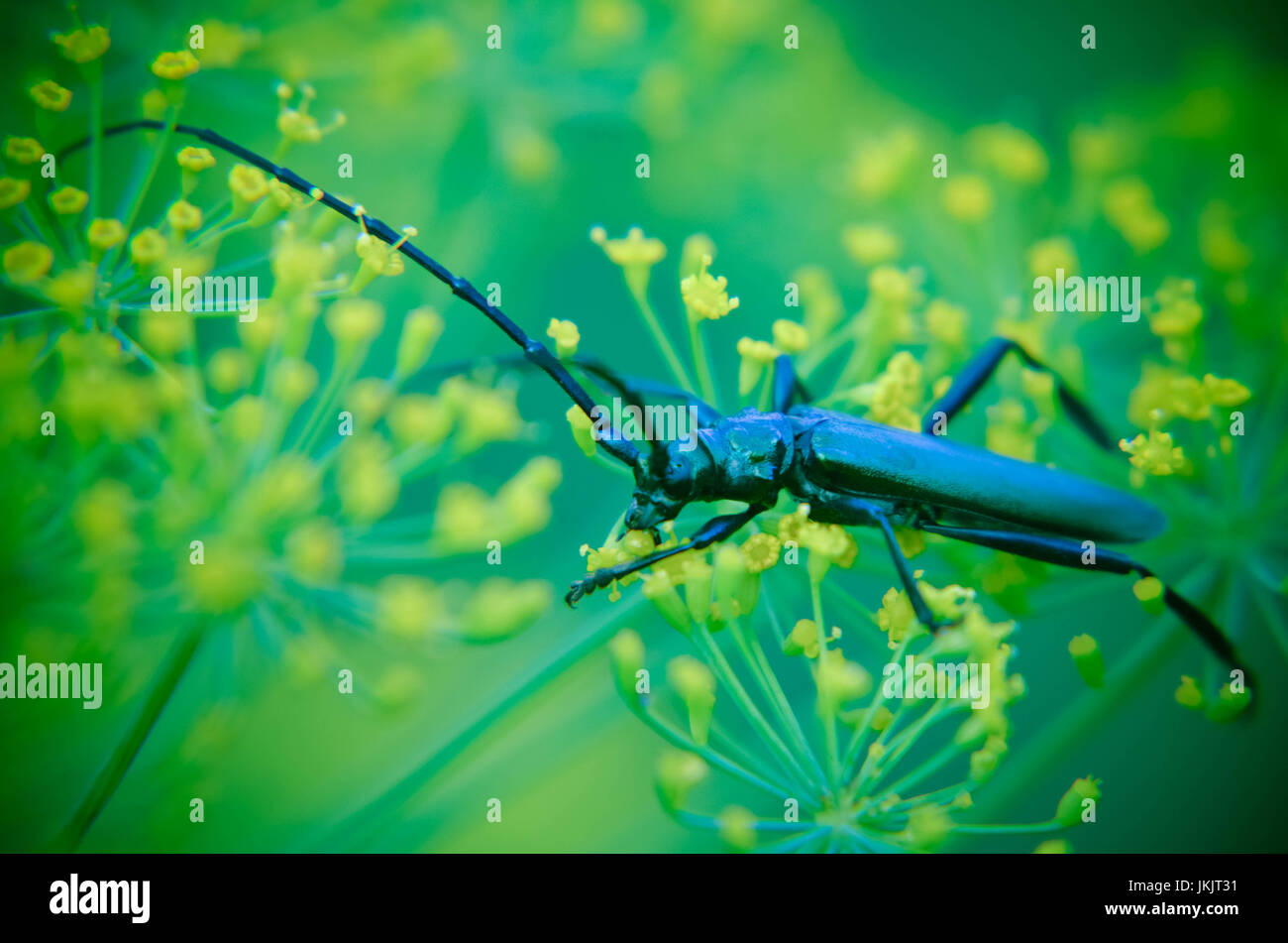 Black beetle Cerambyx cerdo sitting on a flower dill Stock Photo - Alamy