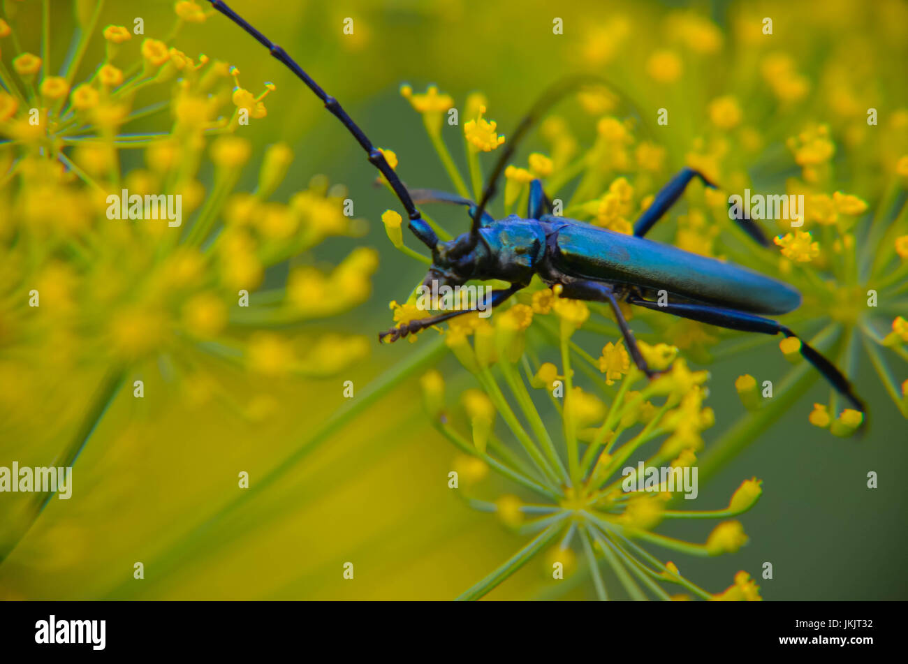 Black beetle Cerambyx cerdo sitting on a flower dill Stock Photo - Alamy