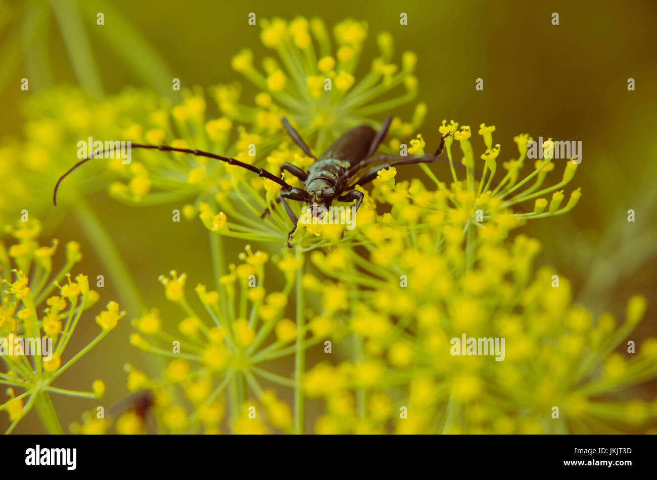 Black beetle Cerambyx cerdo sitting on a flower dill Stock Photo - Alamy