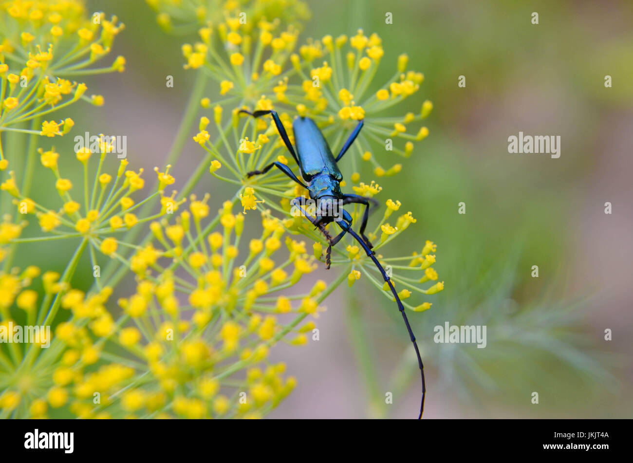 Black beetle Cerambyx cerdo sitting on a flower dill Stock Photo - Alamy