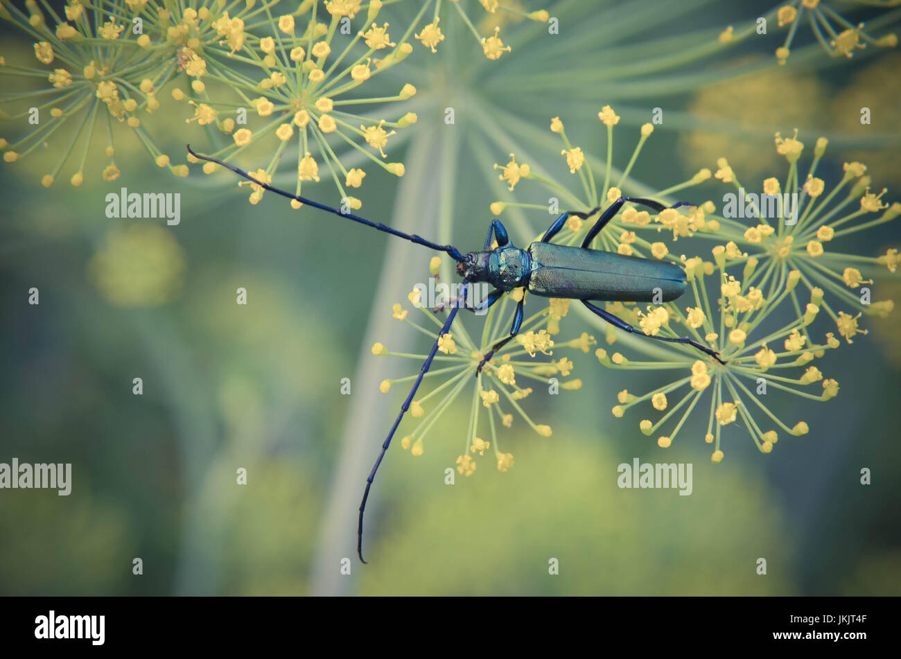 Black beetle Cerambyx cerdo sitting on a flower dill Stock Photo - Alamy
