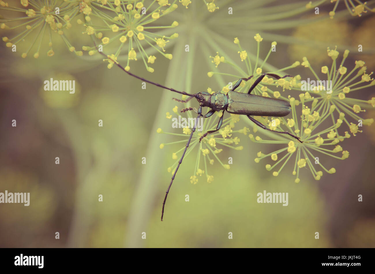 Black beetle Cerambyx cerdo sitting on a flower dill Stock Photo - Alamy